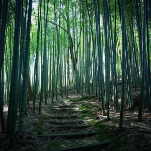 Sekkei Harada Roshi's Articles on Lions Roar