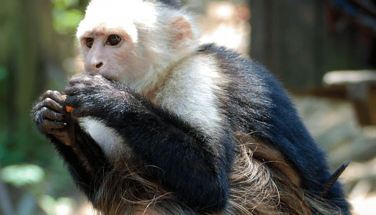 What is Monkey Mind? - Lion's Roar