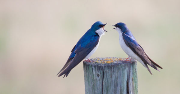 Ego Is the Real Culprit - Lions Roar