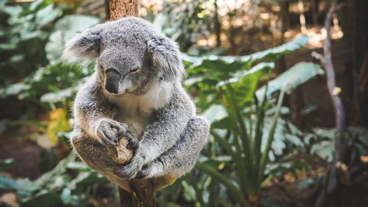 Koala Bear Roar