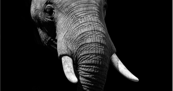 The Supreme Meditation - Lions Roar