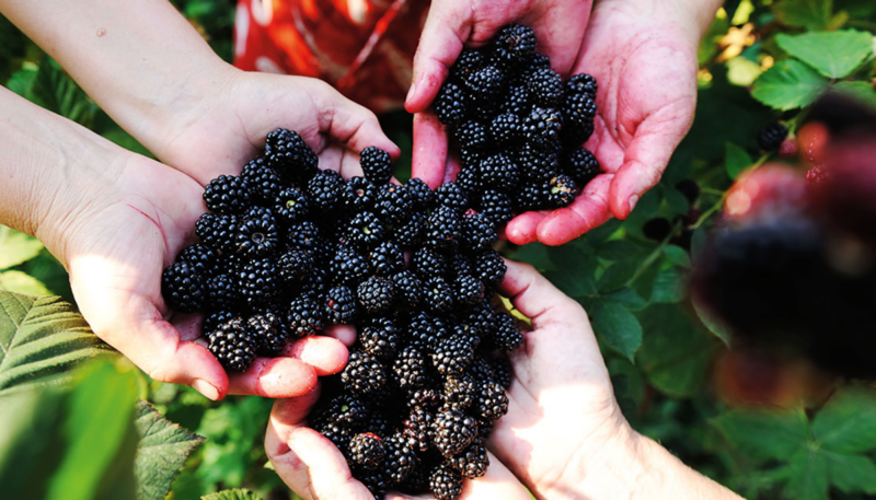 Our Hunt for Magical Berries - Lion's Roar