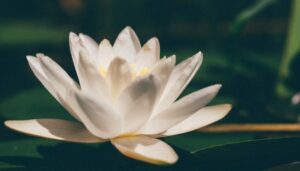 It's for You | Lion’s Roar