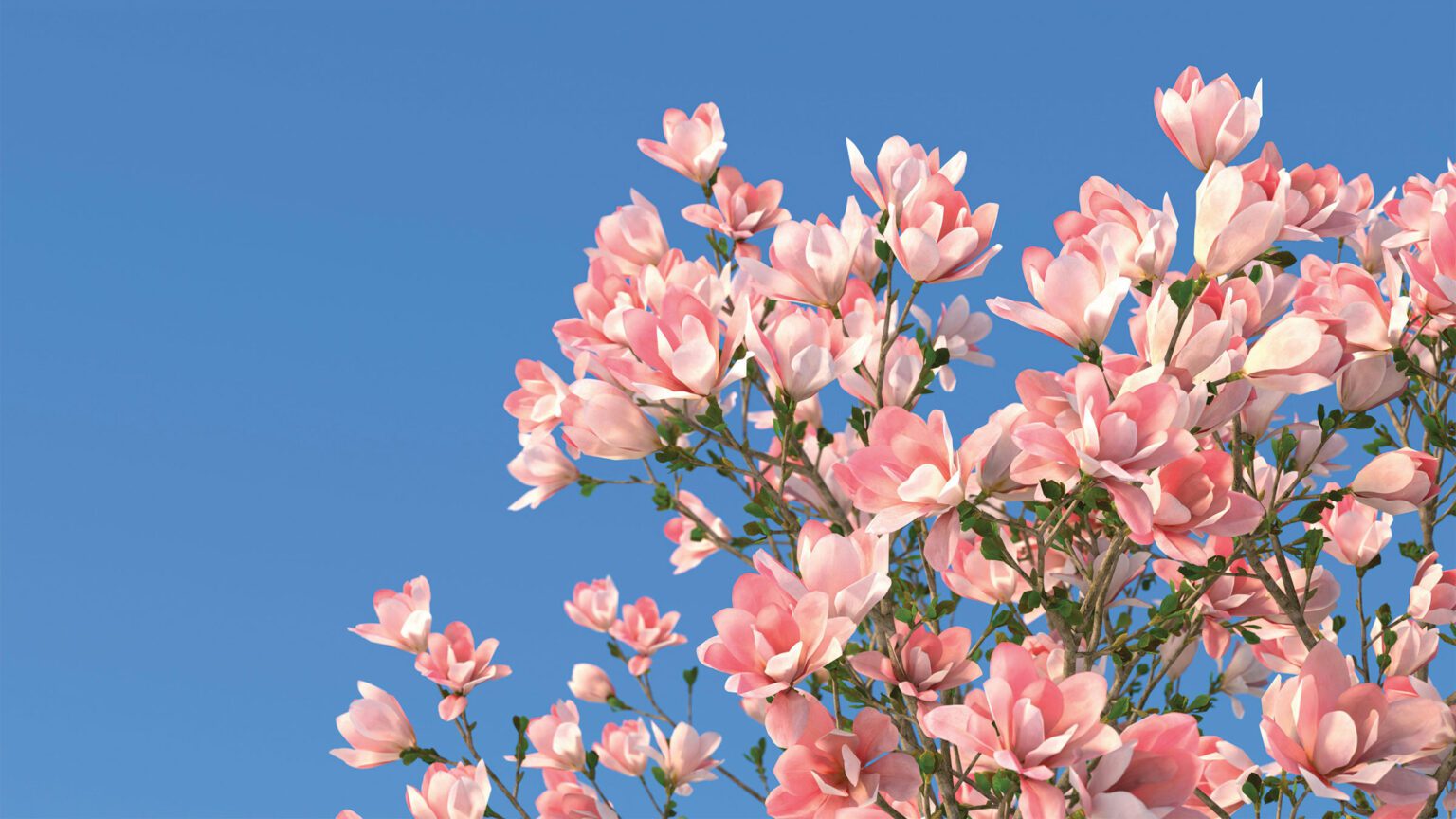 How to Flourish | Lion’s Roar